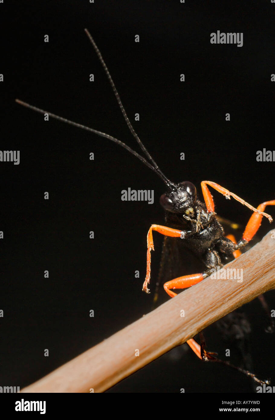 Ichneumon wasp close-up of head, face, eyes. genus Pimpla. Phylum ...
