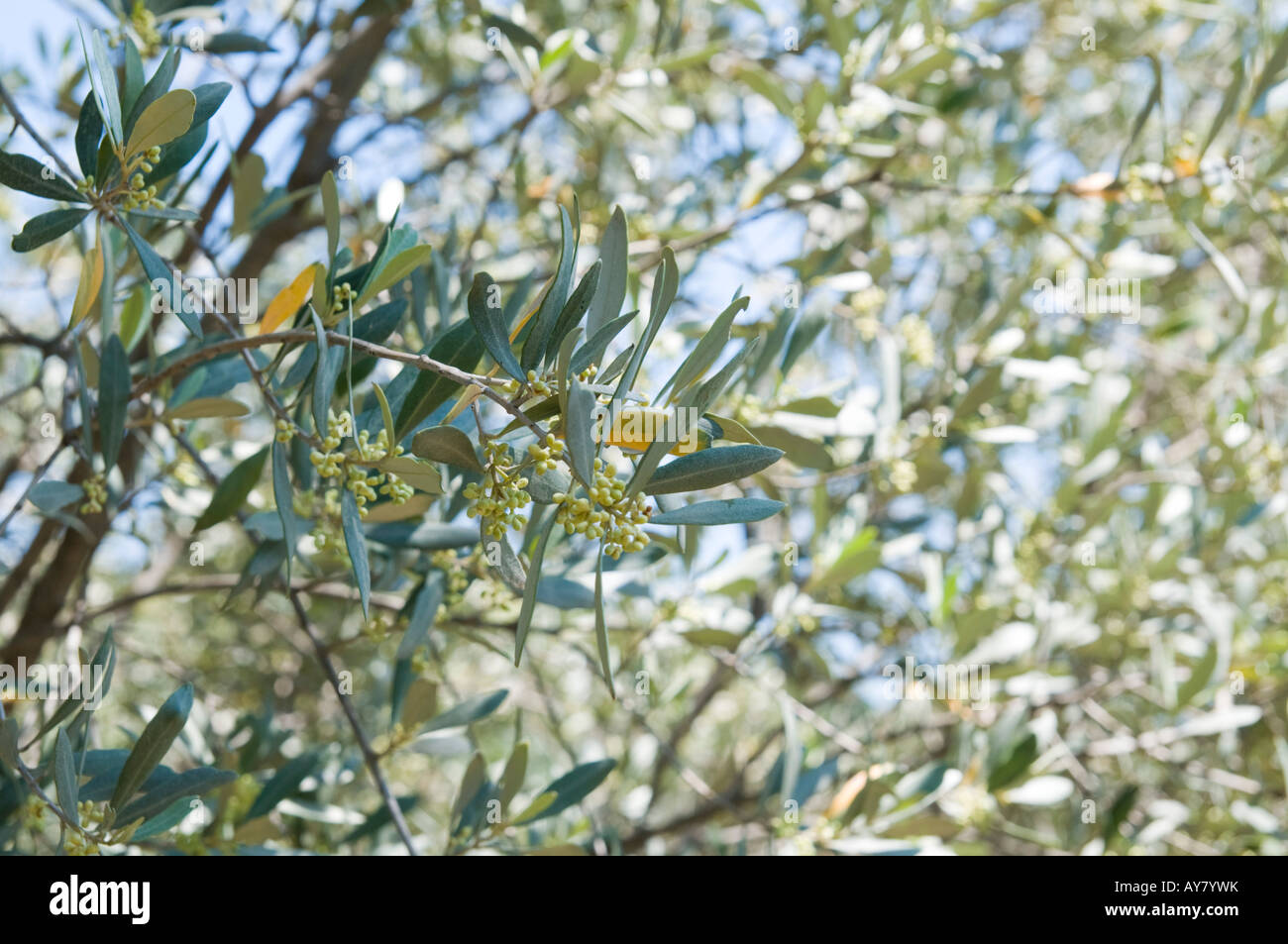 Blossoms on an olive tree Stock Photo - Alamy