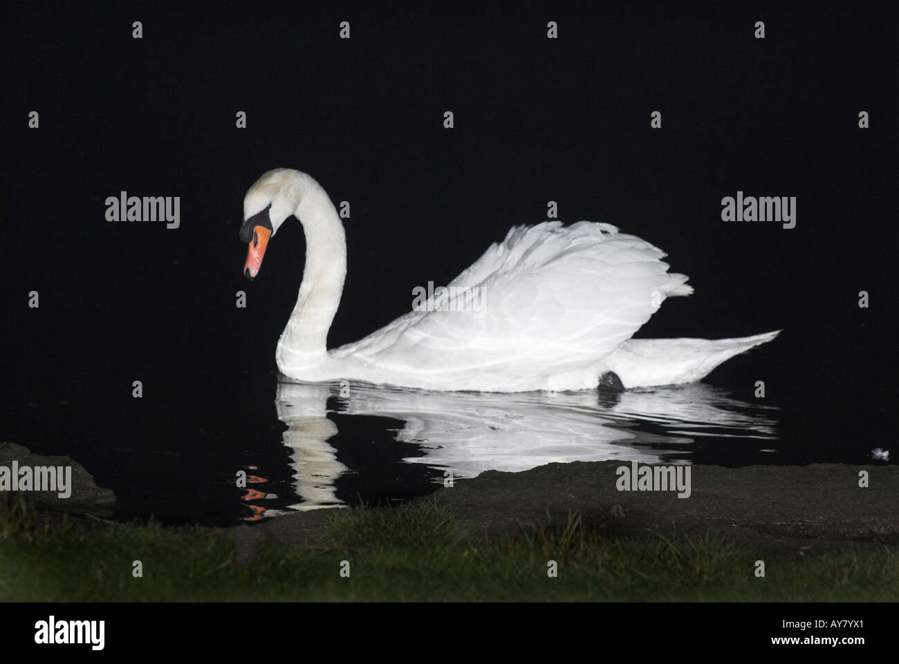 Swan at night hi-res stock photography and images - Alamy