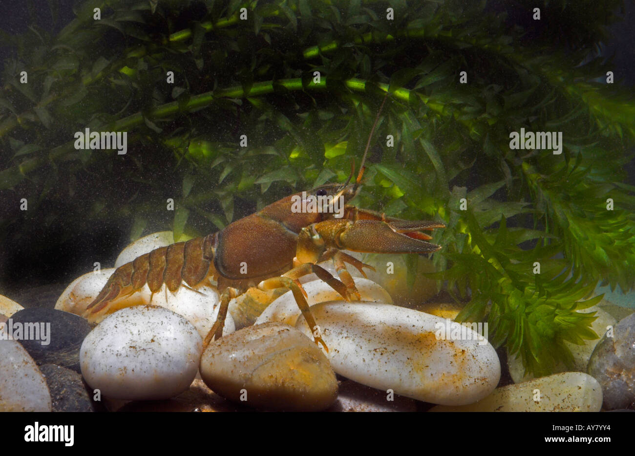 American invader hi-res stock photography and images - Alamy