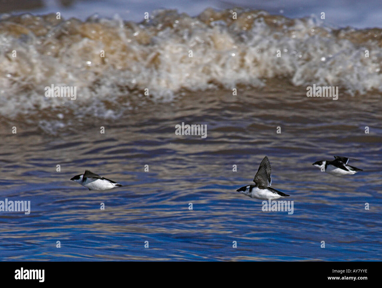 Bird flying through storm hi-res stock photography and images - Alamy