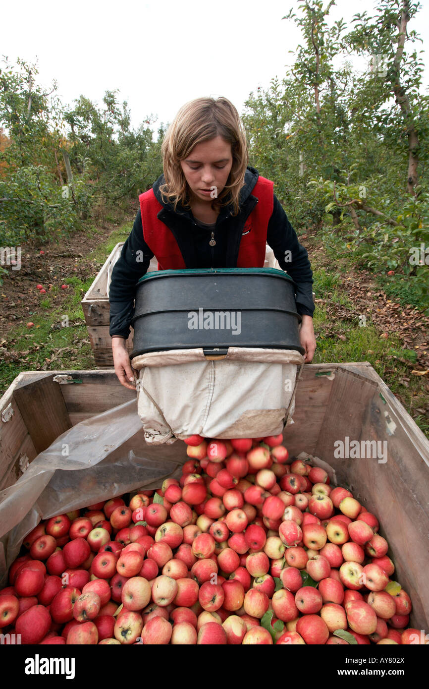 Pick Up Fruit In Australia