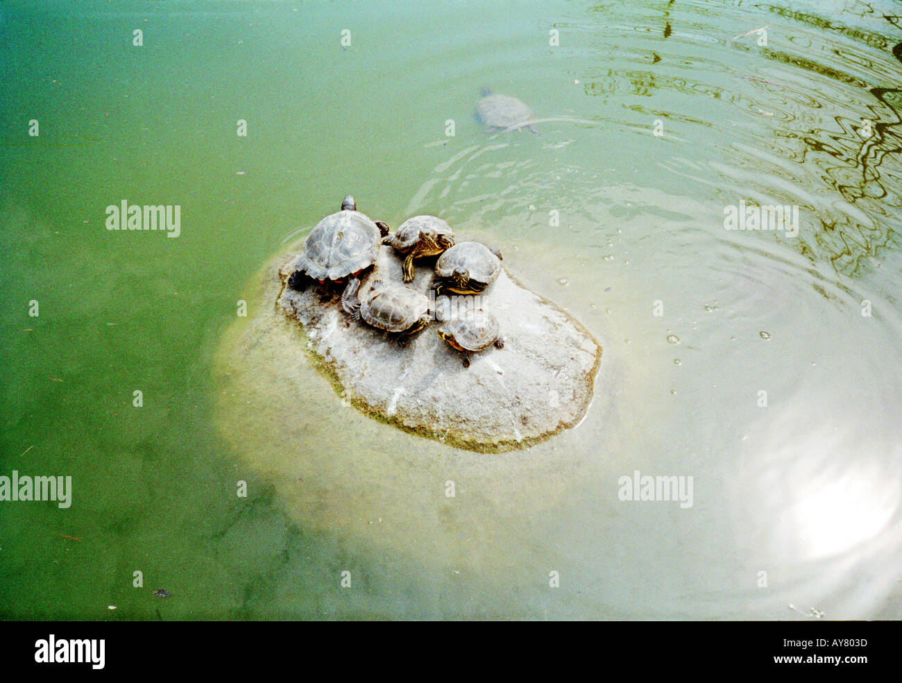 Moon shell family hi-res stock photography and images - Alamy