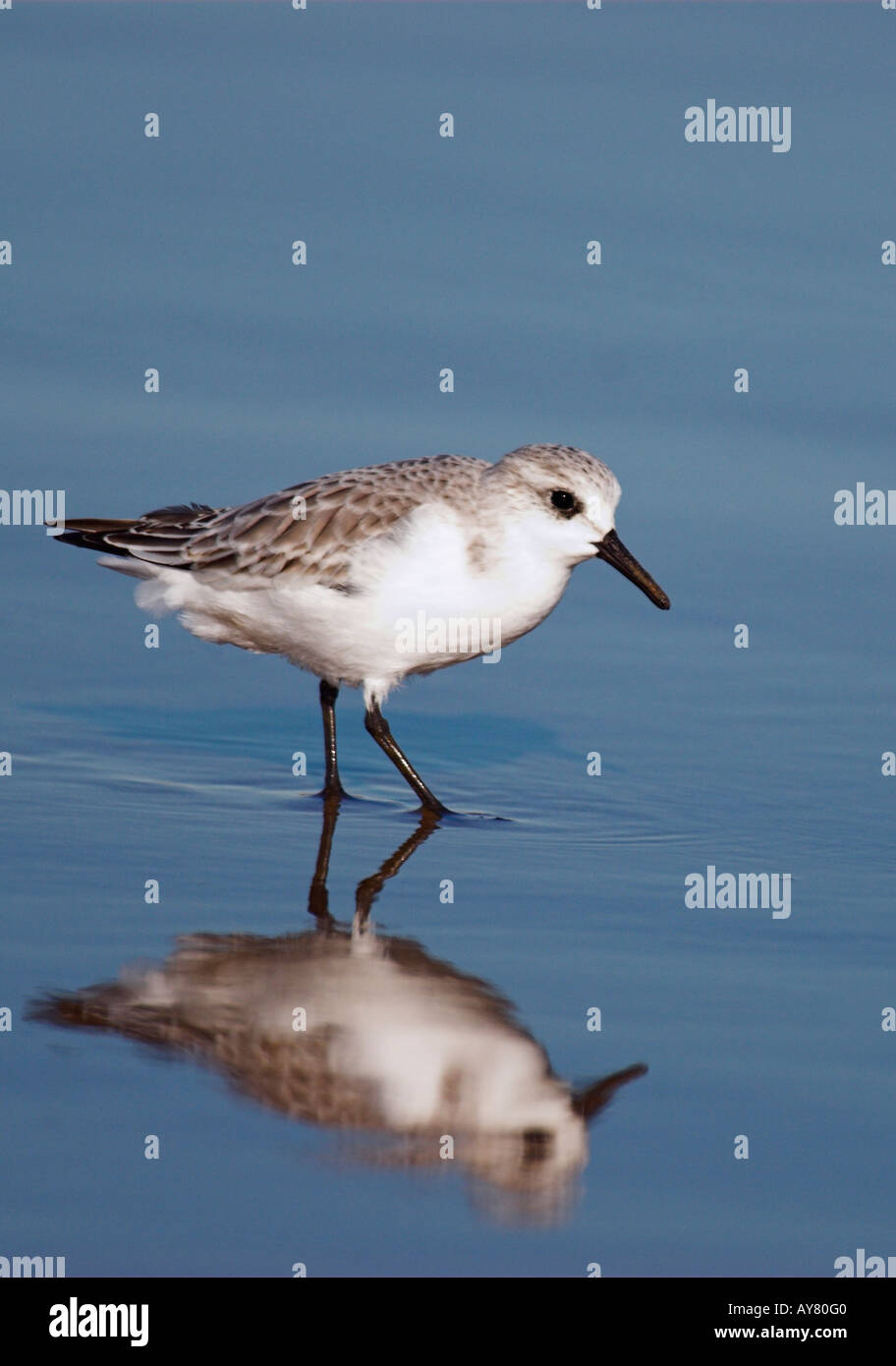 Sanderling running shoreline hi-res stock photography and images - Alamy