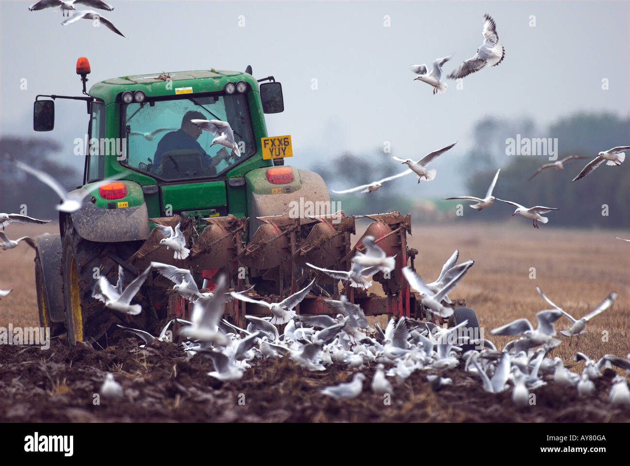 Gulls Follow Plough High Resolution Stock Photography and Images - Alamy