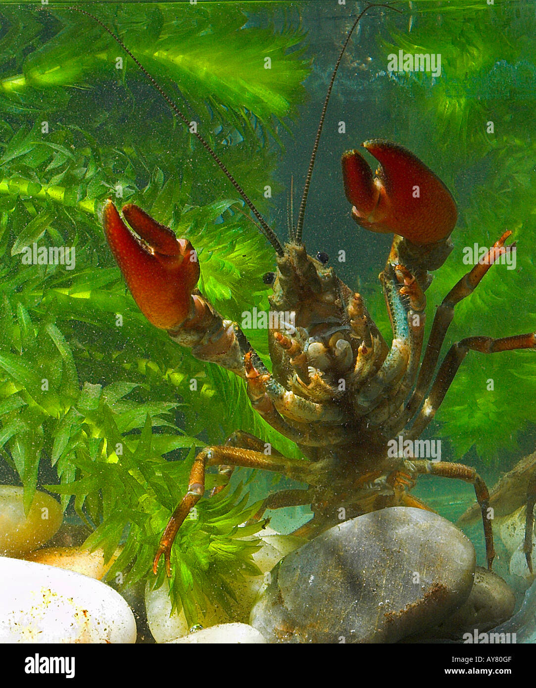 Signal crayfish invaders hi-res stock photography and images - Alamy