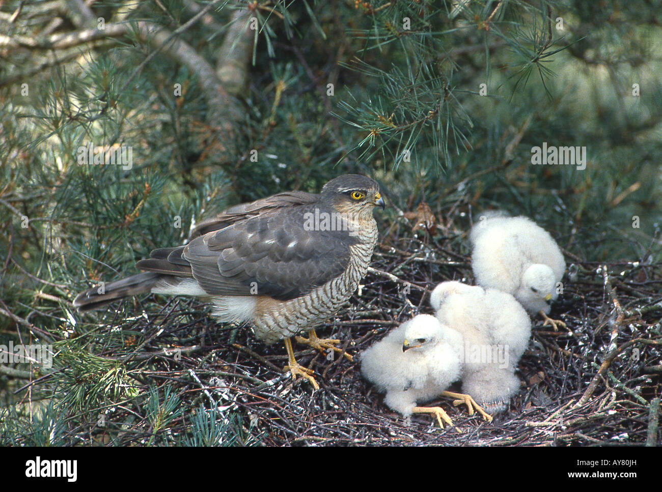 Sparrow hawk accipiter nisus nest hi-res stock photography and images ...