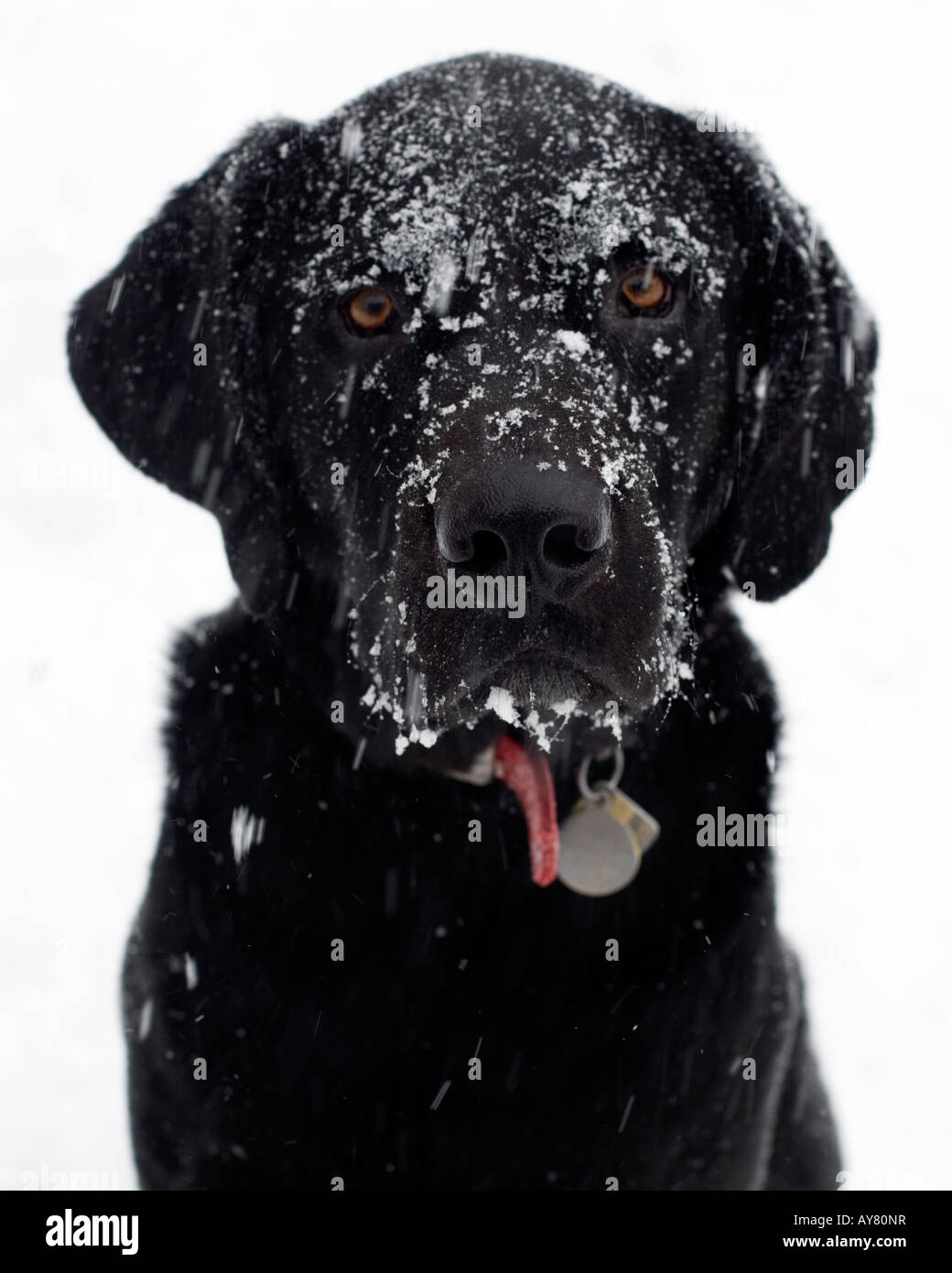Black labrador winter hi-res stock photography and images - Alamy