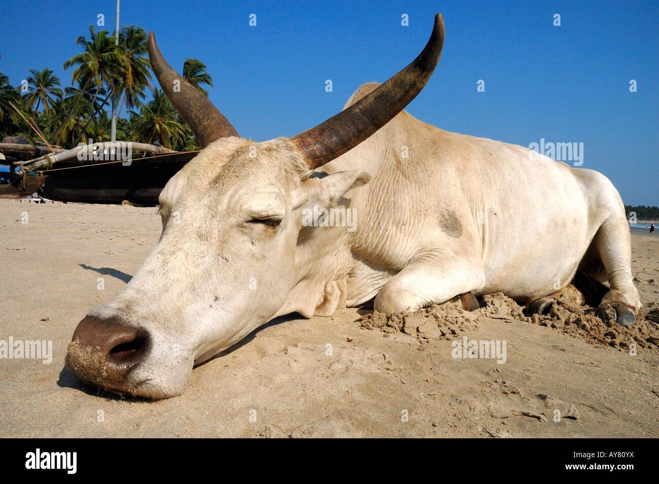 Sacred cow sleeping on the beach in Goa India Stock Photo - Alamy