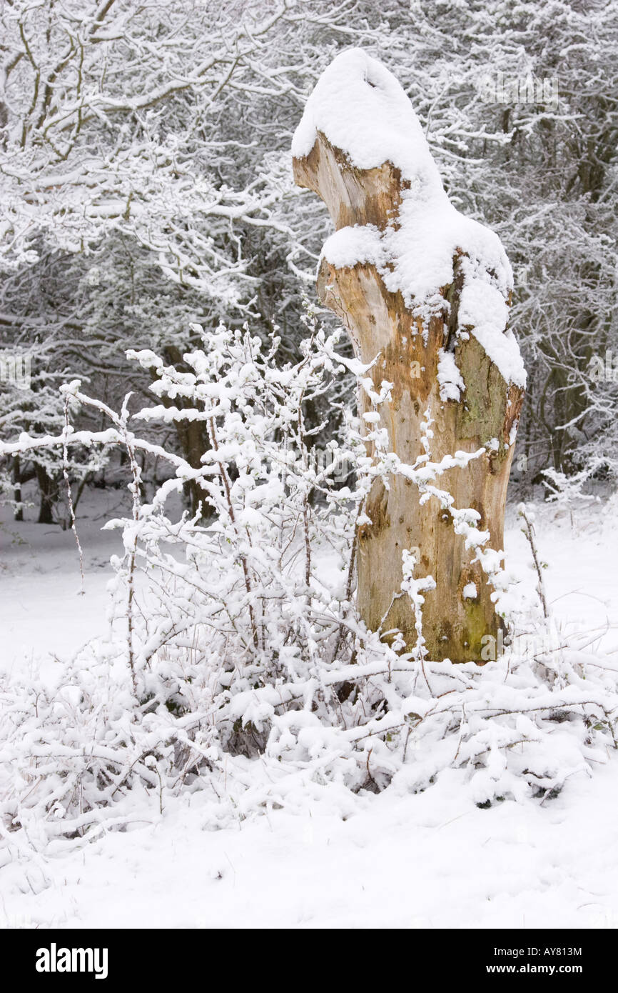 Snow covered tree stump Stock Photo - Alamy