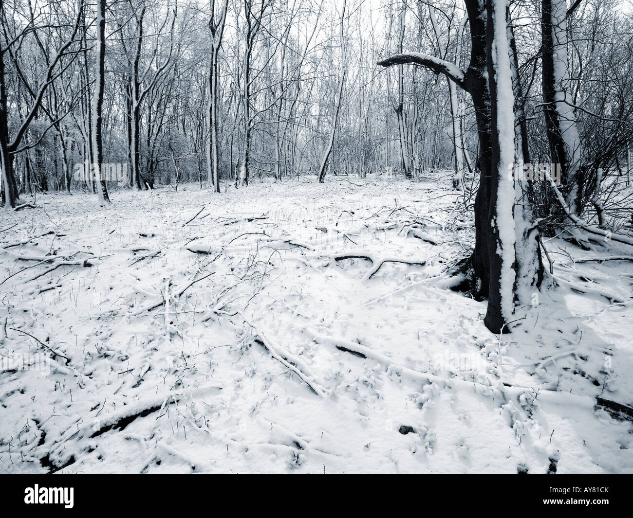 Snow in woods hi-res stock photography and images - Alamy