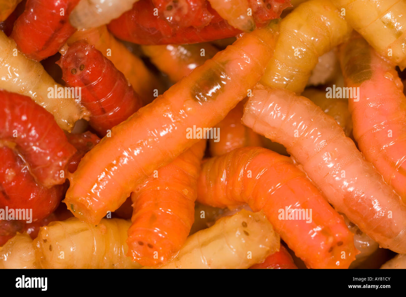 Maggots maggotts close up coloured hi-res stock photography and images ...