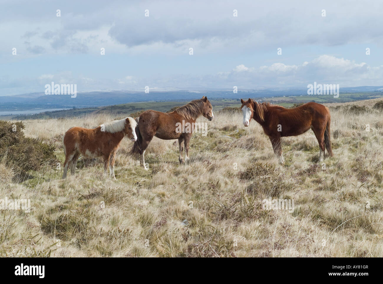 Gower ponies on Cefn Bryn Gower Swansea Wales Stock Photo - Alamy