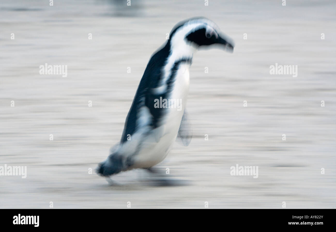 African penguin hi-res stock photography and images - Alamy