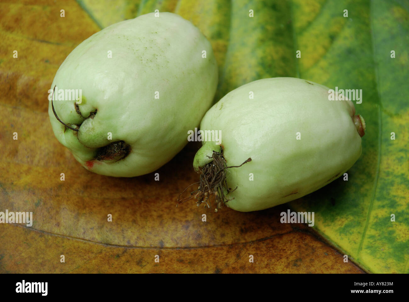 Jambu bol (Malay Rose Apple) or Syzygium malaccense is a species of ...