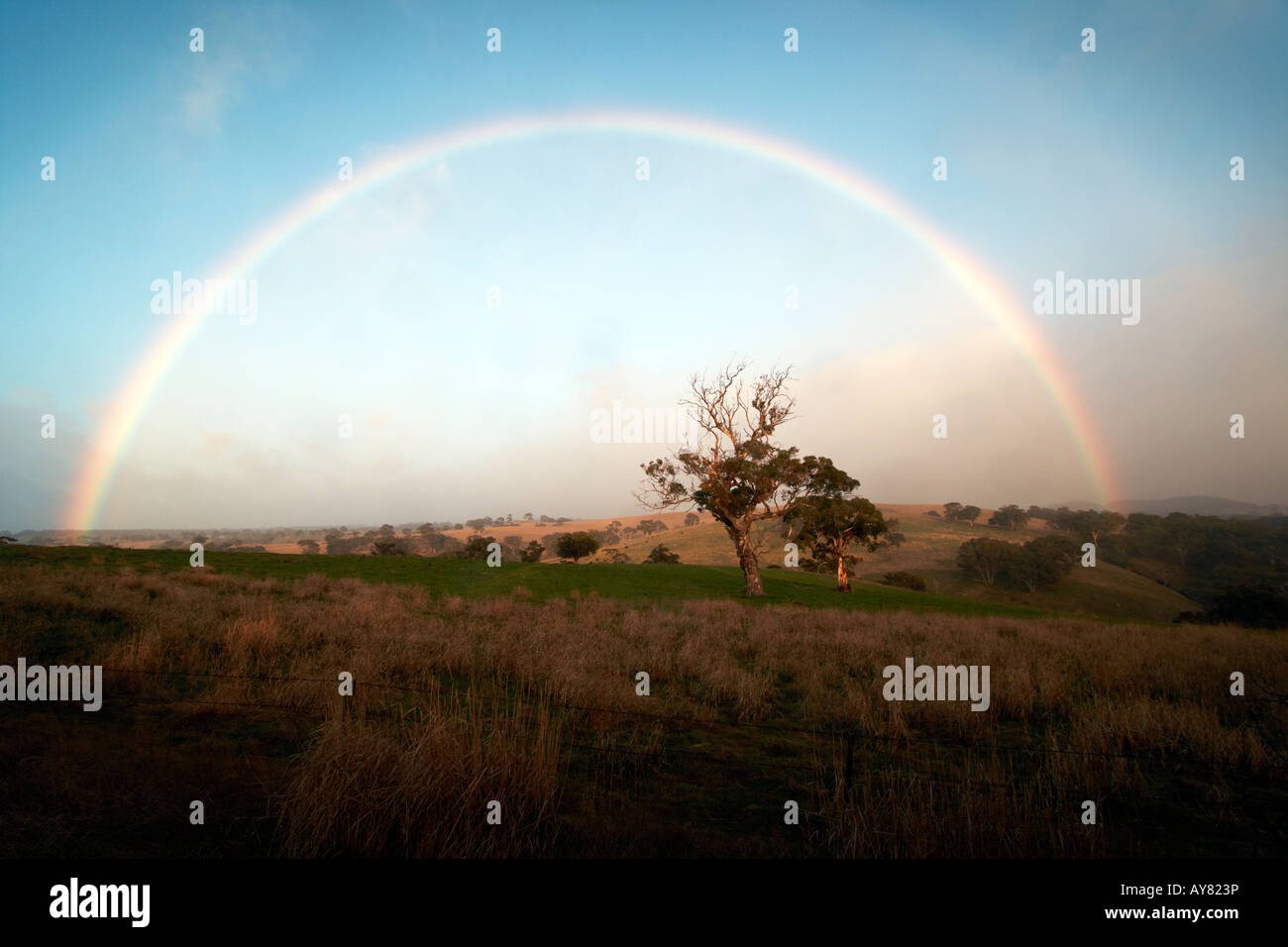 Early morning rainbow with tree hi-res stock photography and images - Alamy