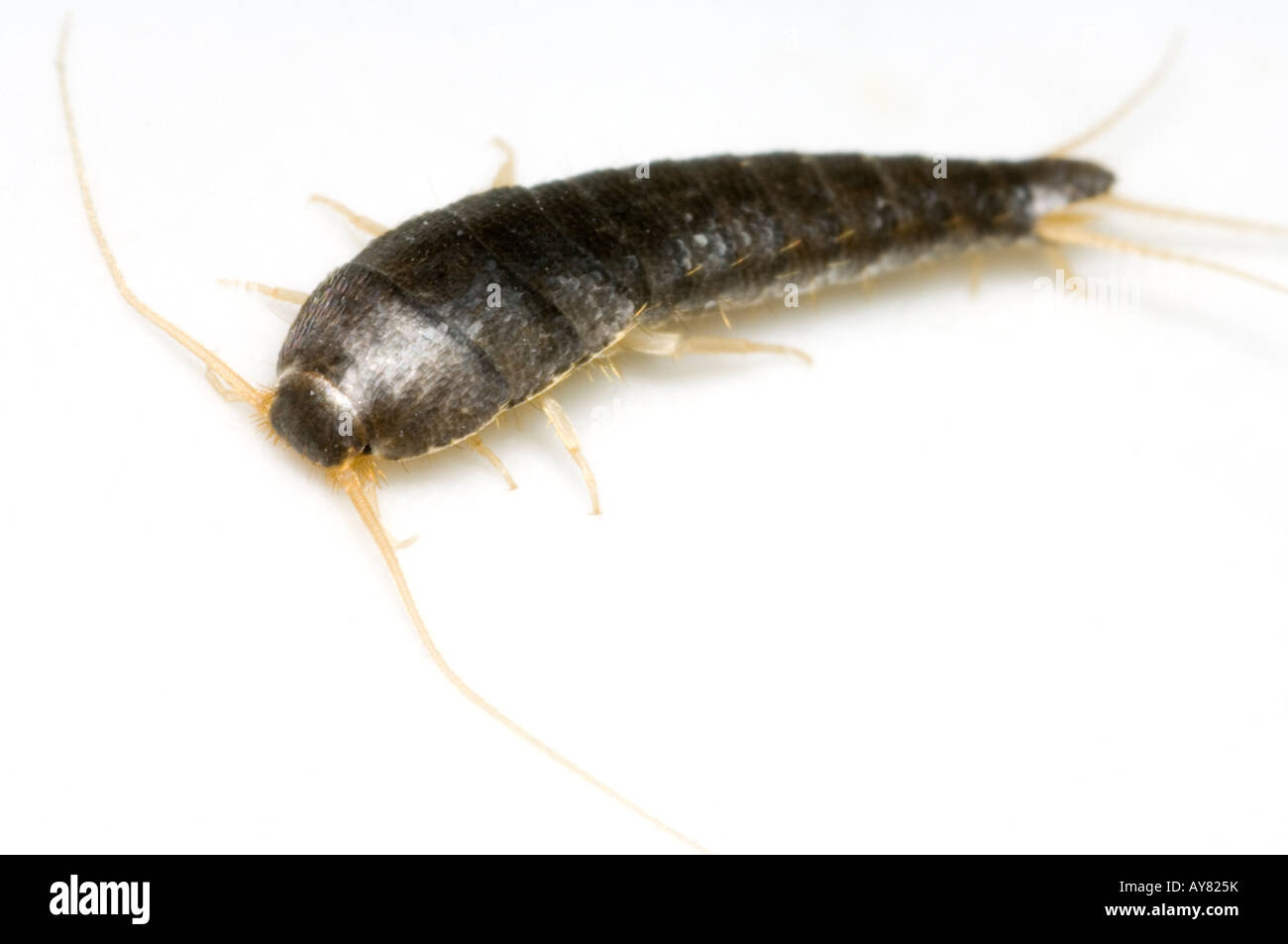 Silverfish Close Up Stock Photos & Silverfish Close Up Stock Images - Alamy