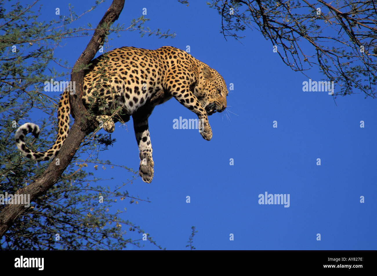 Leopard on a tree namibia hi-res stock photography and images - Alamy