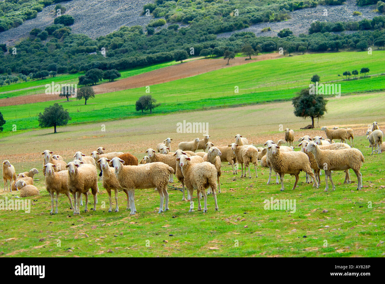 Calendario ovejas hi-res stock photography and images - Alamy