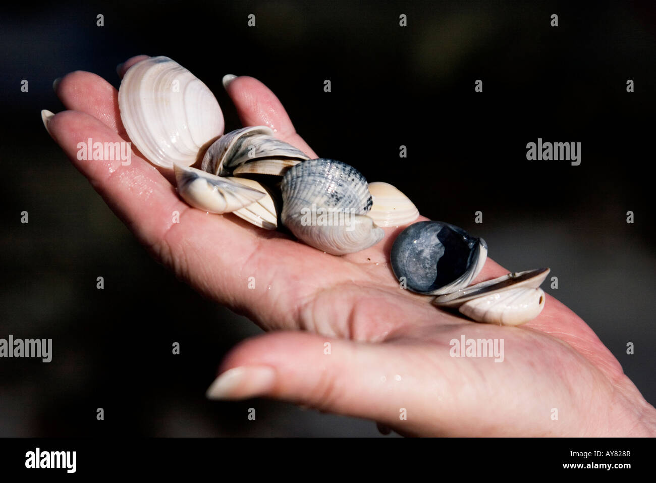 Shells in a hand Stock Photo - Alamy