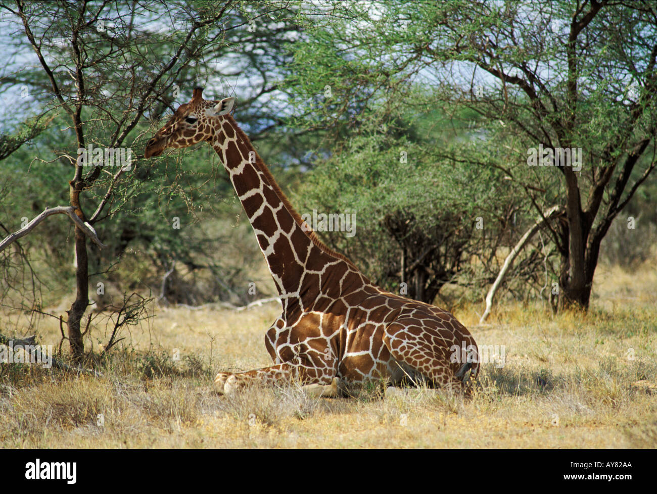 Reticulated Giraffe Giraffa camelopardalis reticulata Samburu National ...