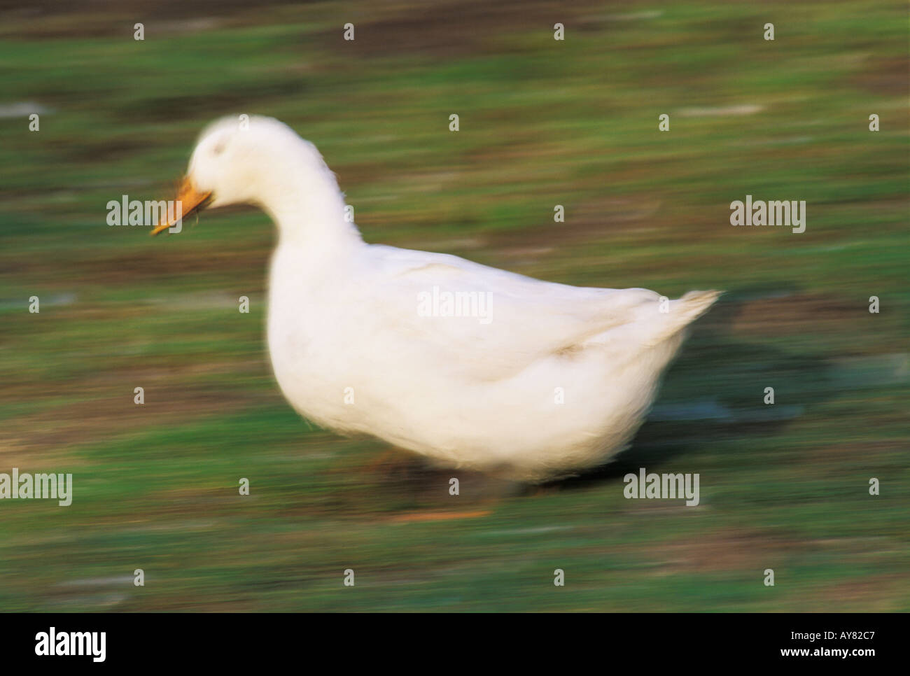Swift goose hi-res stock photography and images - Alamy