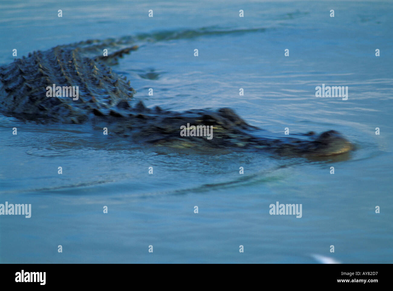 American crocodile Crocodylus acutus Florida Stock Photo - Alamy