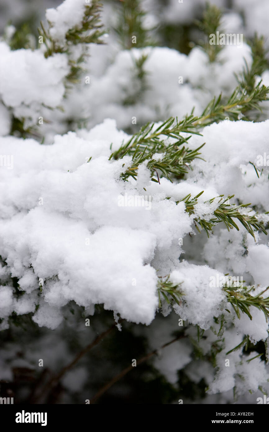 Sprinkling of snow hi-res stock photography and images - Alamy