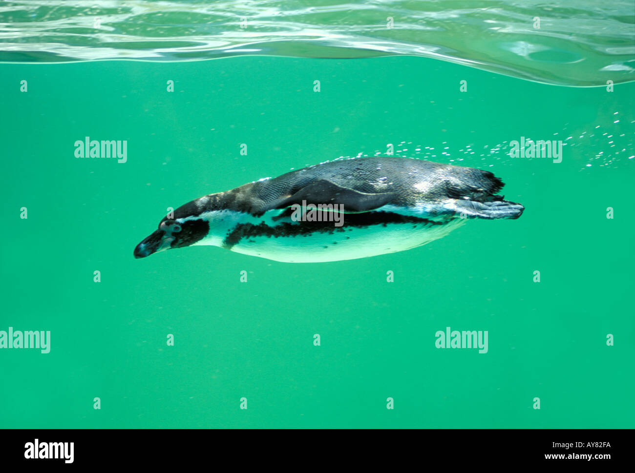 Magellanic Penguin Swimming