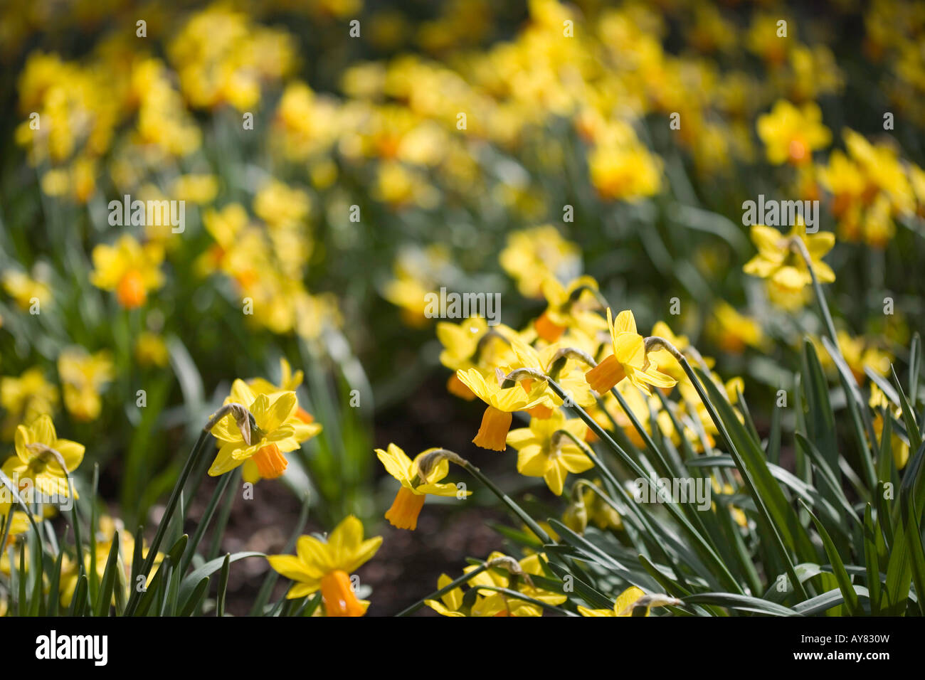 Naturalised spring flowers hi-res stock photography and images - Alamy