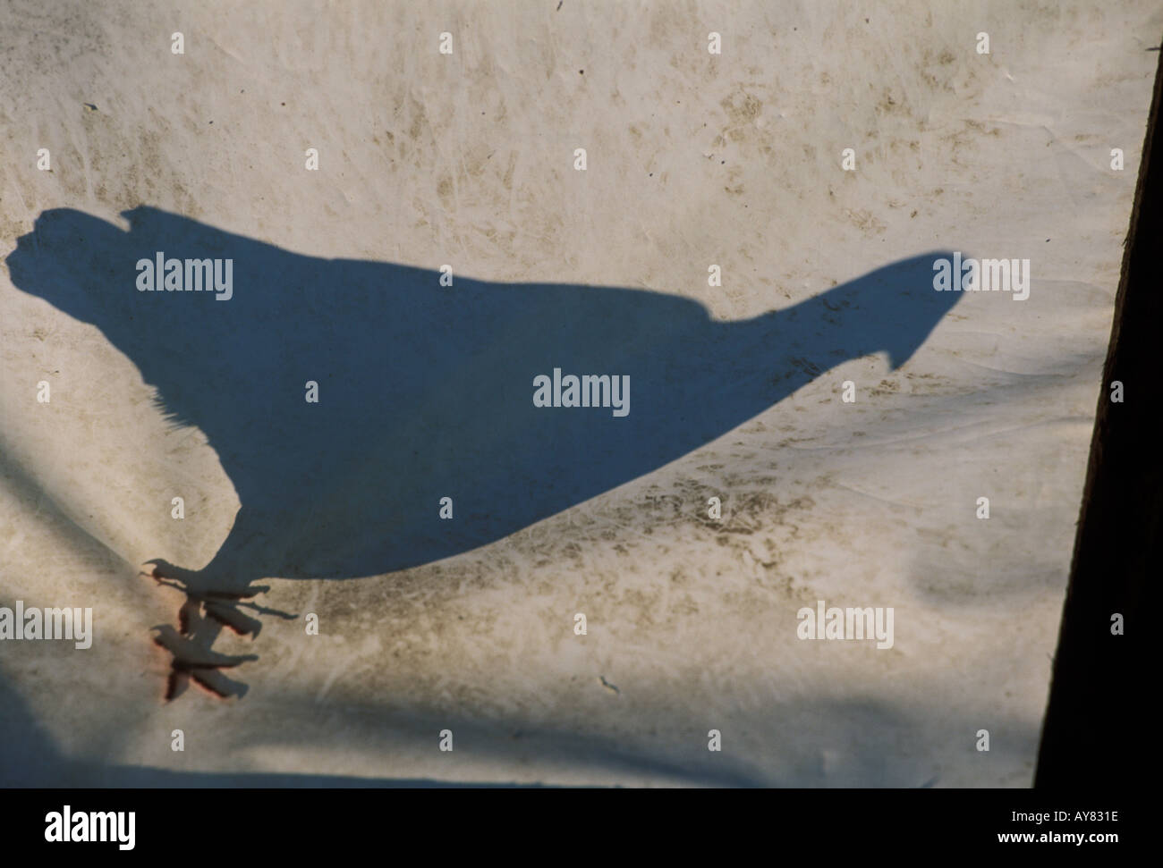 Shaddow of a dove Stock Photo - Alamy