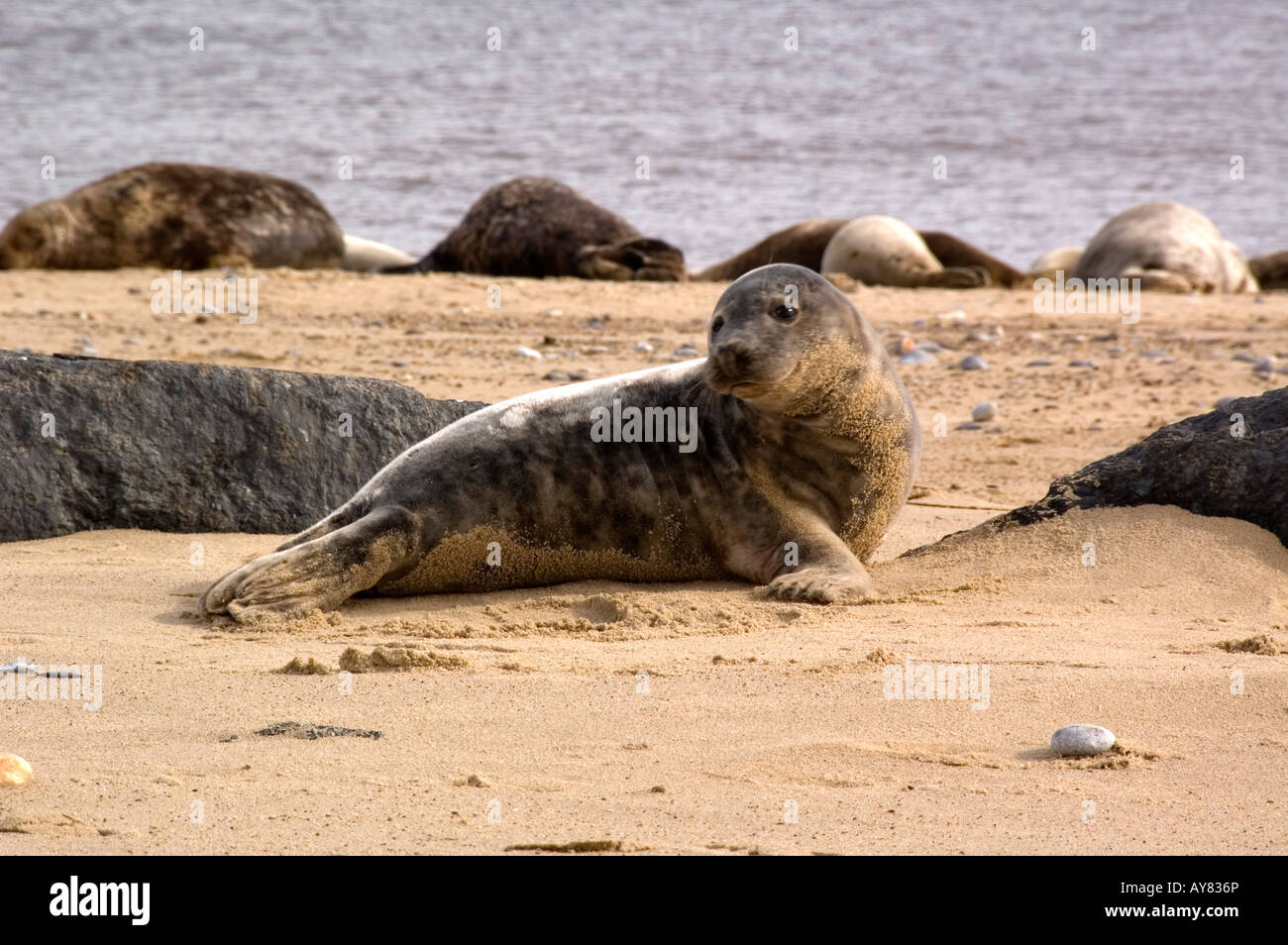 Common Seals at Horsey Gap Norfolk England UK Stock Photo - Alamy