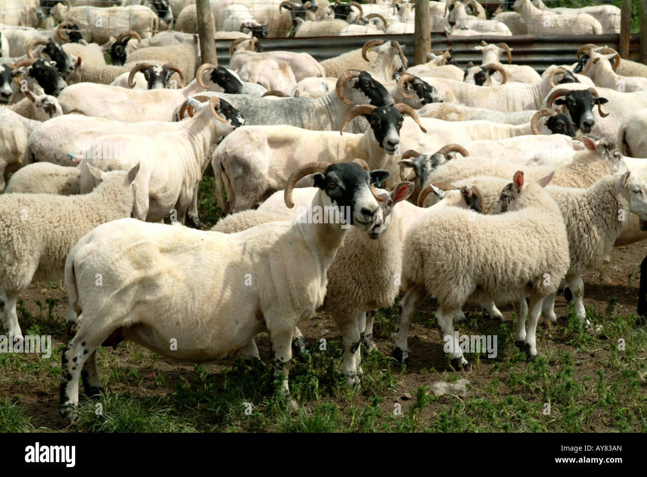 flock of sheep Stock Photo - Alamy