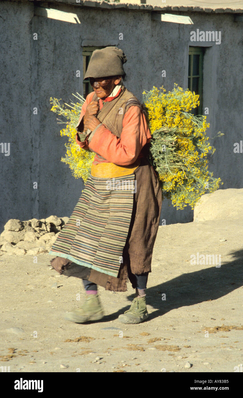 Tibetan Woman in Ethnic dress and painted face carries fodder in Toling ...