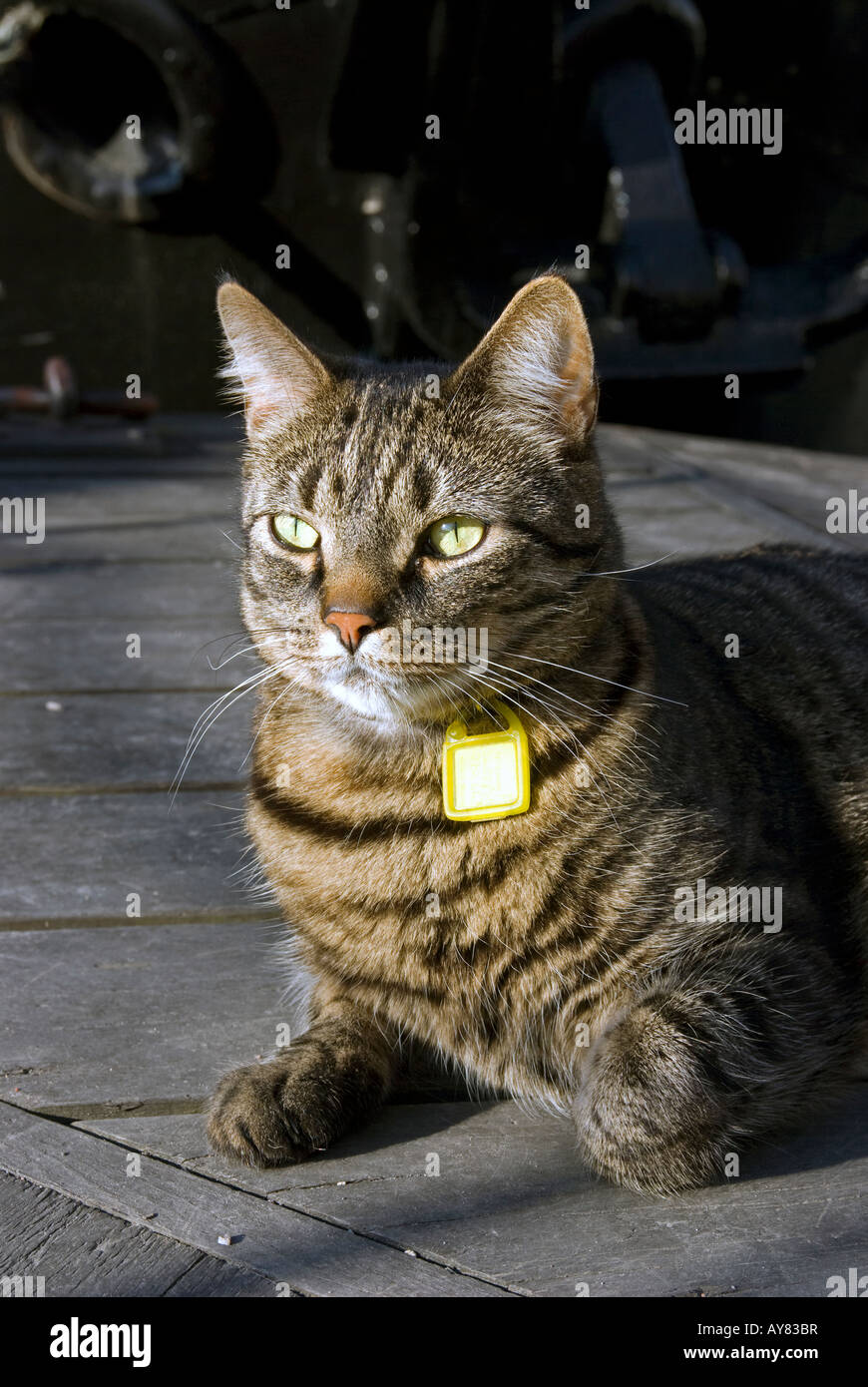 Resting cat with ID tag Stock Photo - Alamy