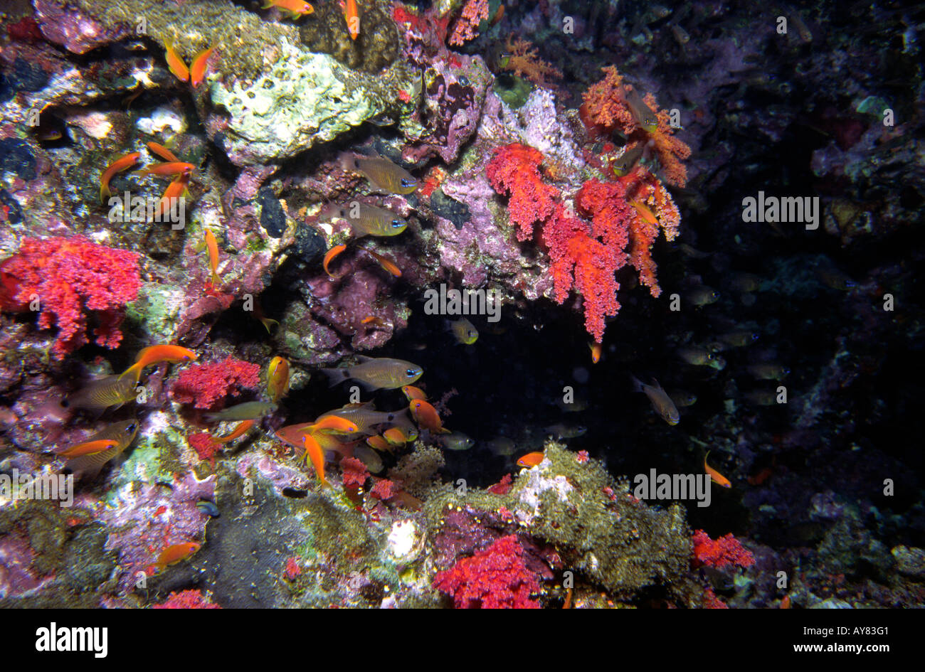 Egypt Red Sea underwater Sweepers Parapiacanthus sp in soft coral lined ...