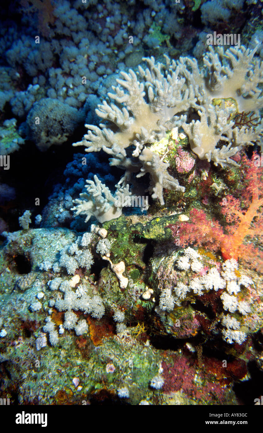Egypt Red Sea coral encrusted reef Stock Photo - Alamy