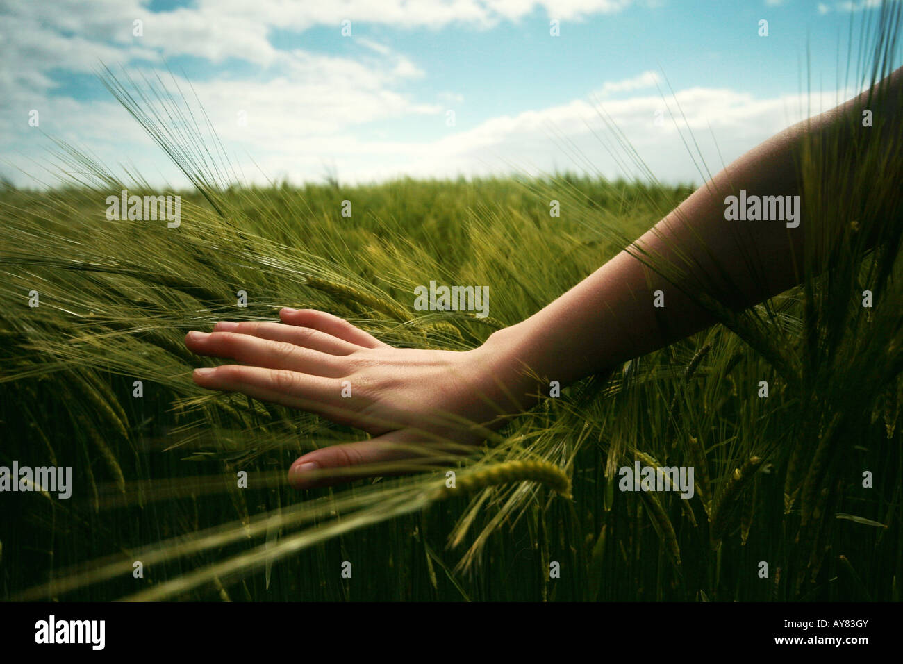 hand touching grass Stock Photo - Alamy