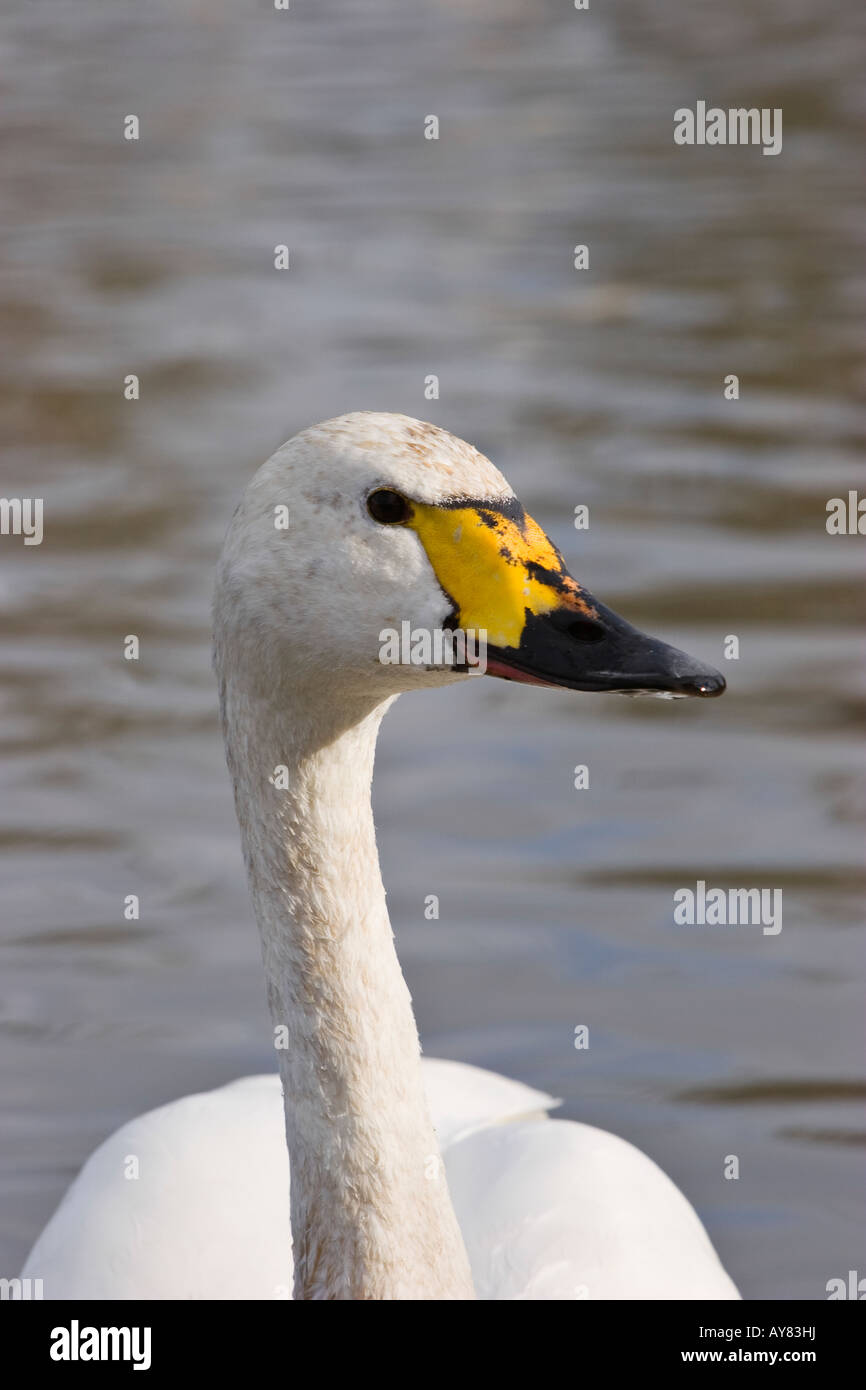 Bewick Swan at the Wildfowl and Wetlands Trust site at Slimbridge Stock ...