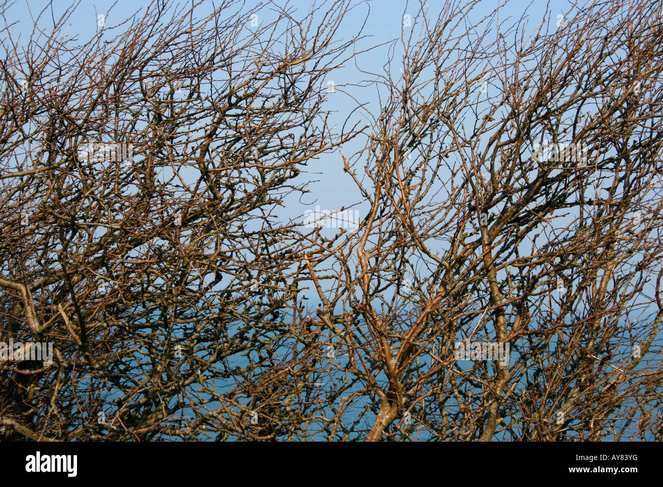 Full frame image of a dead bush Stock Photo - Alamy