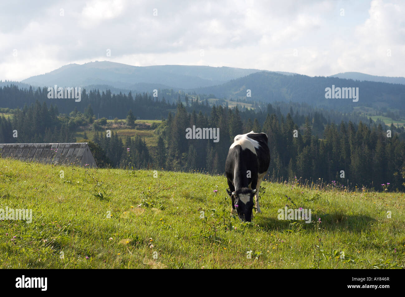 Cow on mountain plateau pasture (Carpathian mountain, Ukraine Stock ...