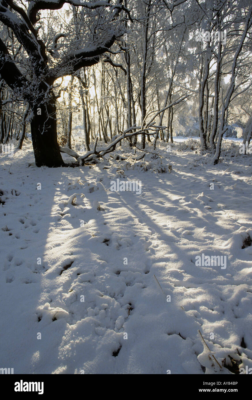 Brocton coppice hi-res stock photography and images - Alamy