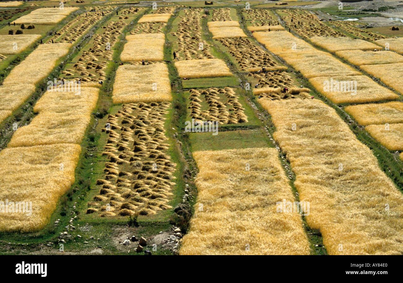 Chinese experimental grain fields alternative to the traditional barley ...