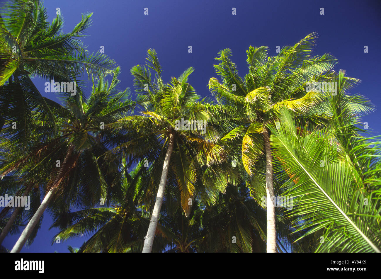 Philippines Palawan Flowers Island palm trees Stock Photo - Alamy