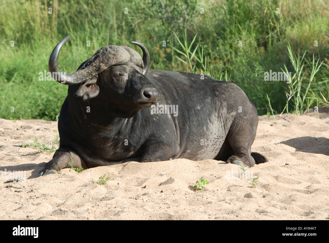 An African buffalo sitting in a dry riverbed in the African bush Stock ...