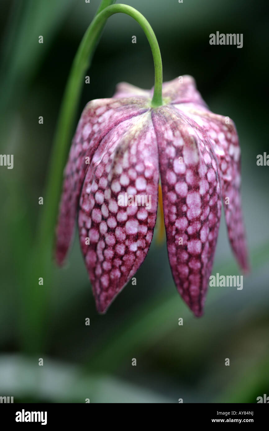 New world snakes hi-res stock photography and images - Alamy