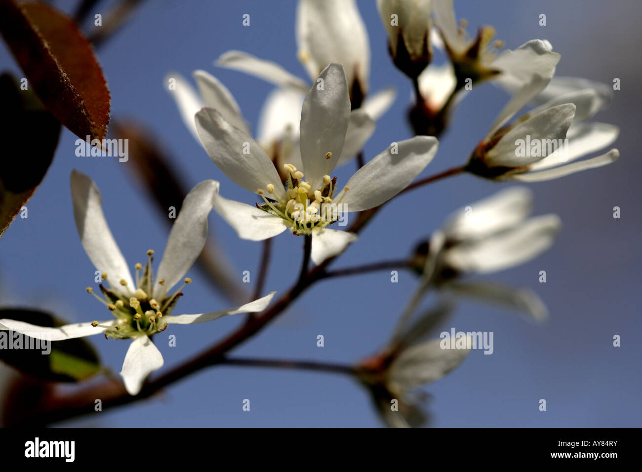 SNOWY MESPIL BLOSSOM (Amelanchier ovalis Stock Photo - Alamy