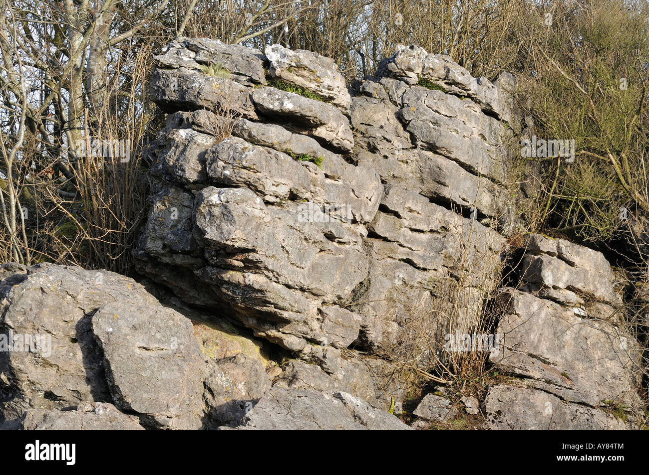 Ubley Warren Nature Reserve High Resolution Stock Photography and ...