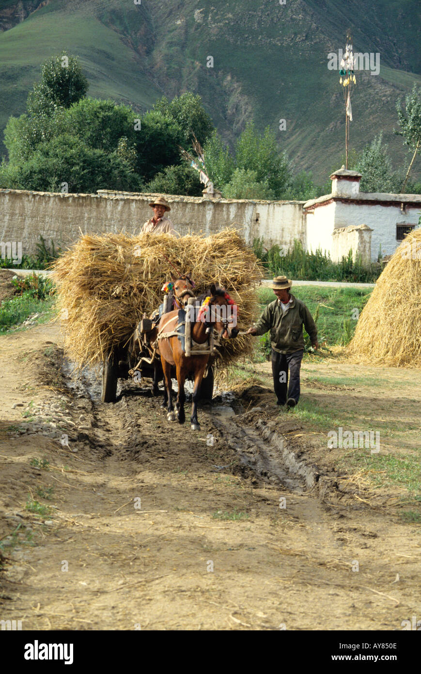 barley harvest Tibet,horse drawn,cart Stock Photo - Alamy