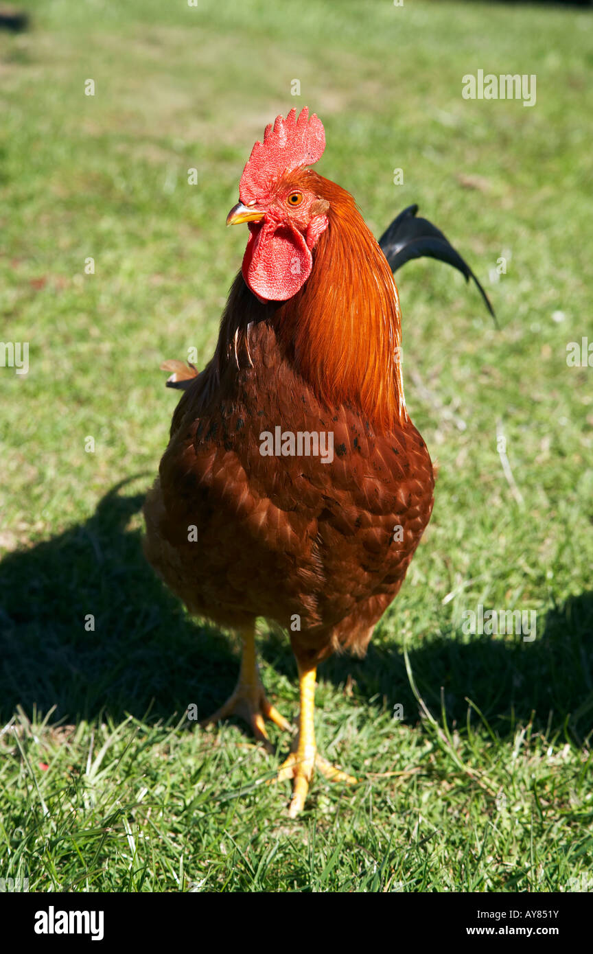 Wild Chicken Port Chalmers Dunedin South Island New Zealand Stock Photo ...